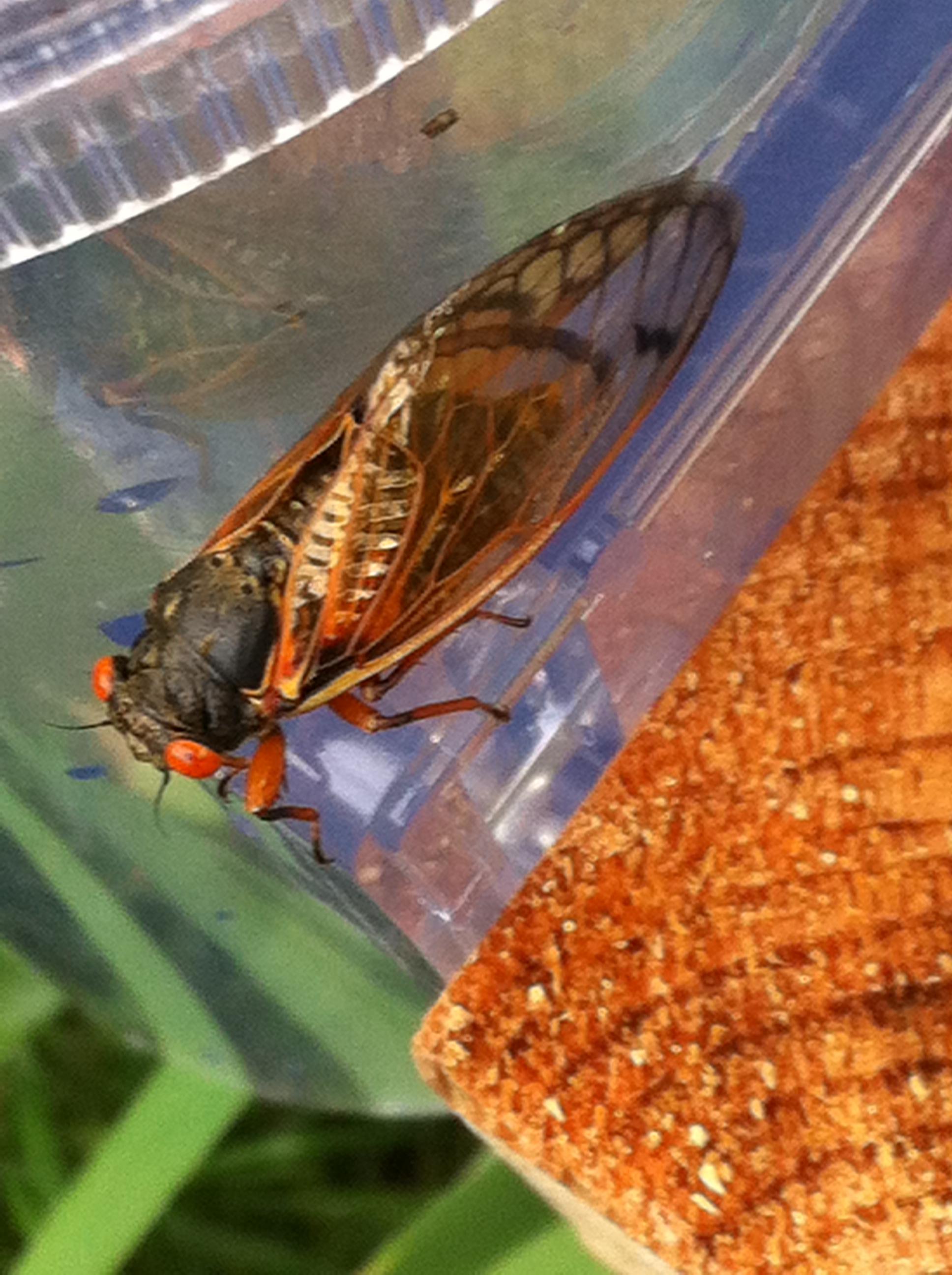 Photo gallery: Reader Submitted photos of the 17-year cicadas | News ...